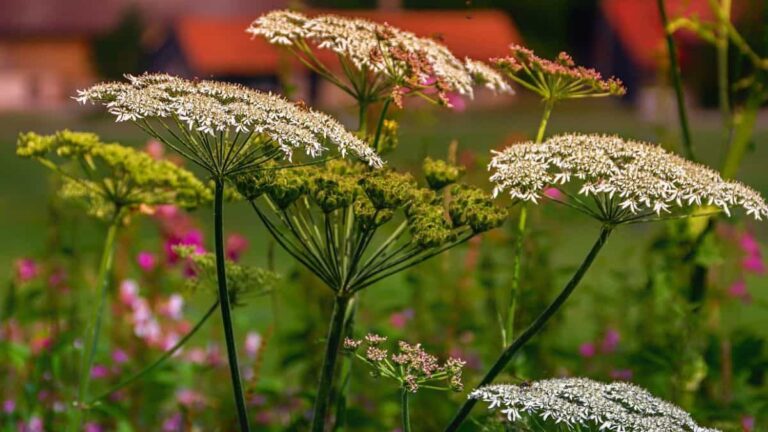 The 10 Best Yarrow Companion Plants For Your Garden